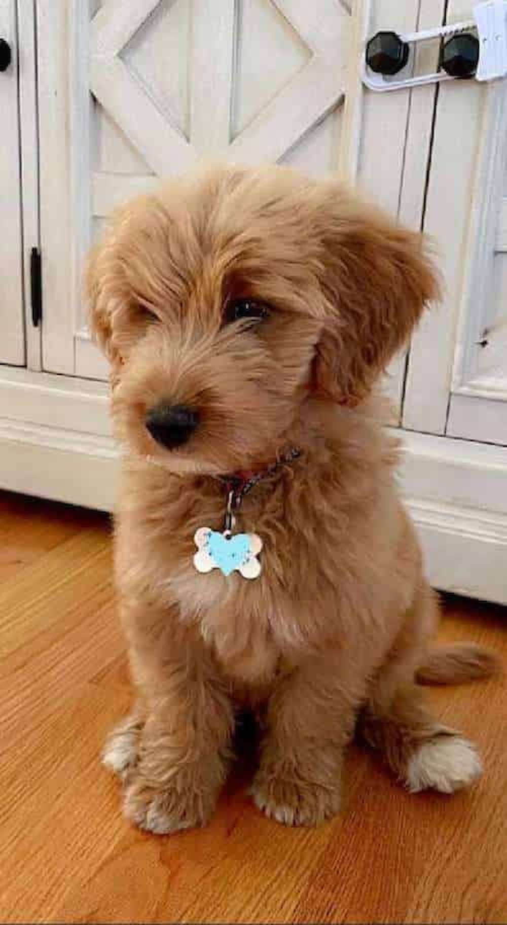 Small Dog Trainer Sherman, ME | Dog Breeder Portland - Priscilla's ...