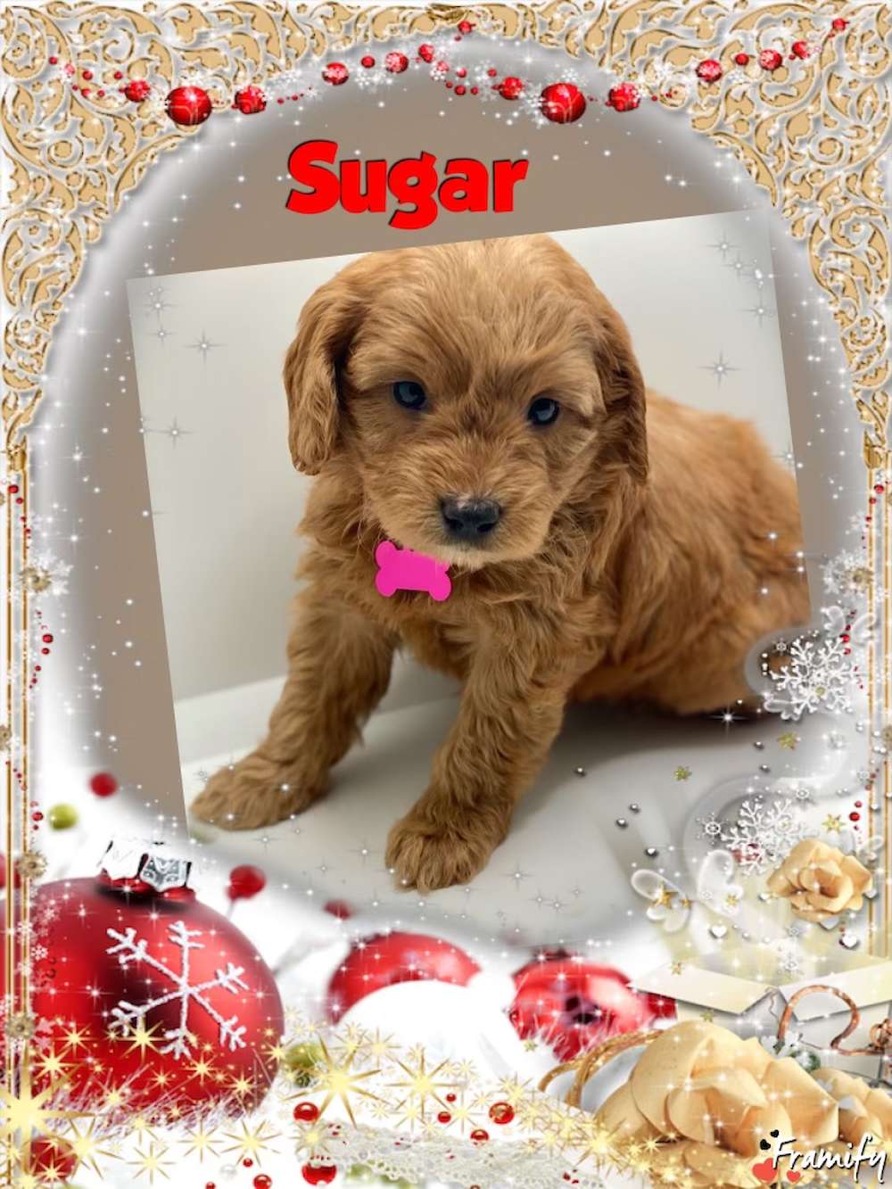 Mini and Petite Poodle and Doodle breeder - Priscilla's Perfect Puppies